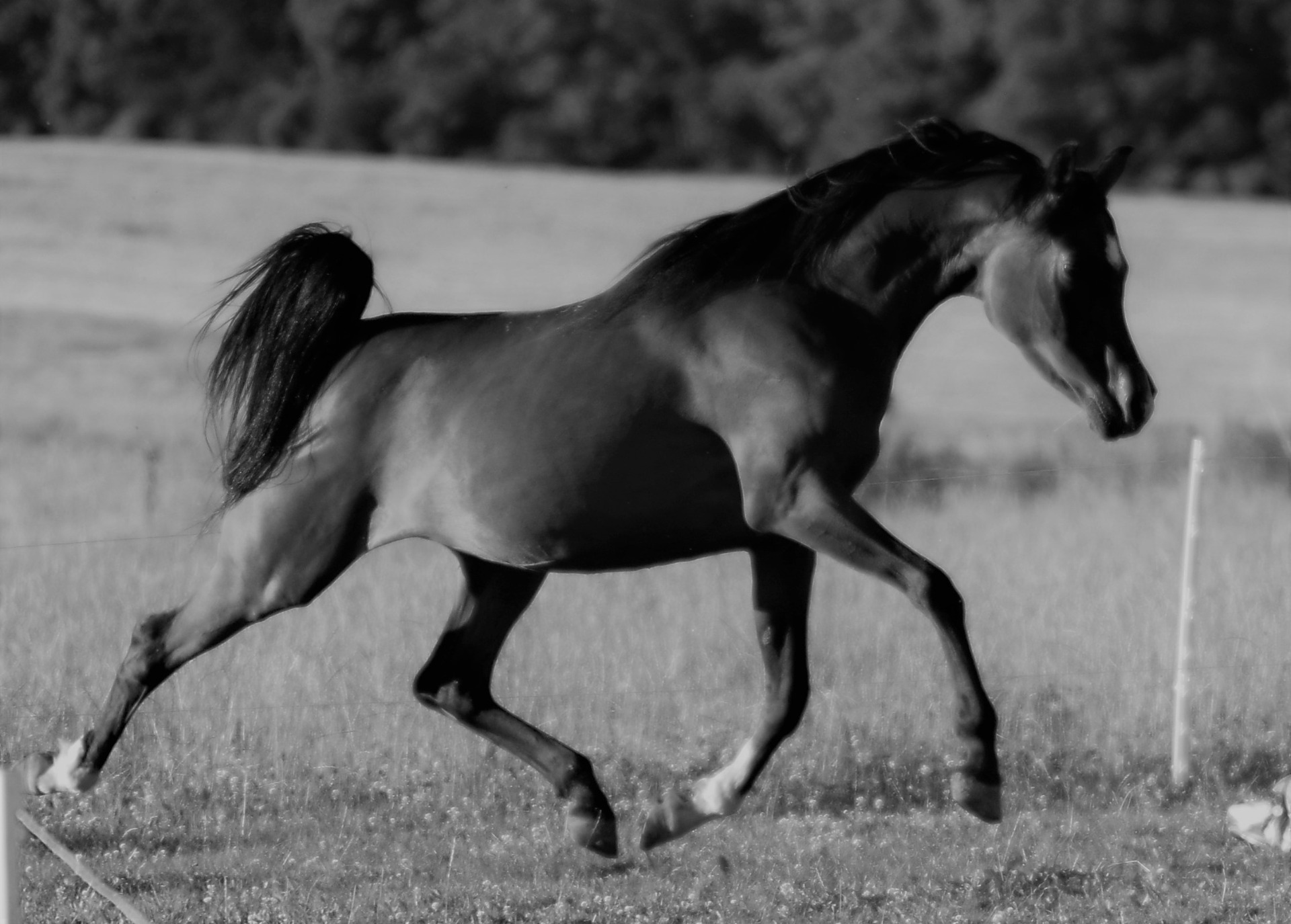 Hamira by Sciaazan :: Adalimstud